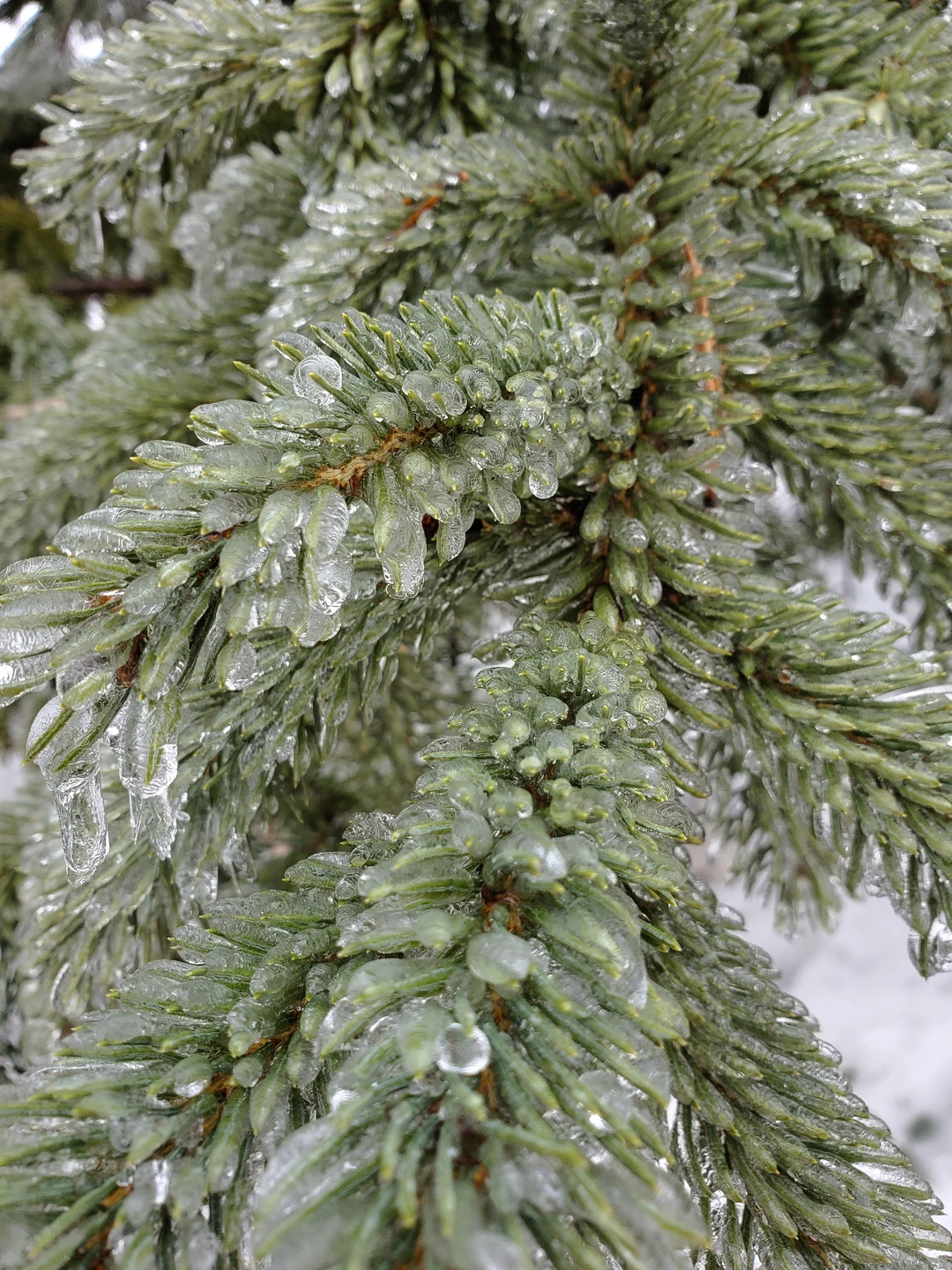 Iced spruce after a freezing fog/ice storm last winter | Scrolller