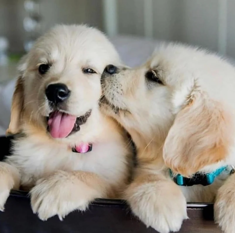 Warning: Cuteness overload. | Scrolller