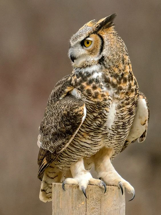 Great Horned Owl | Scrolller