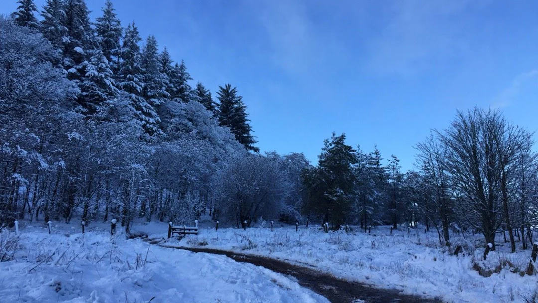 Winter trees | Scrolller