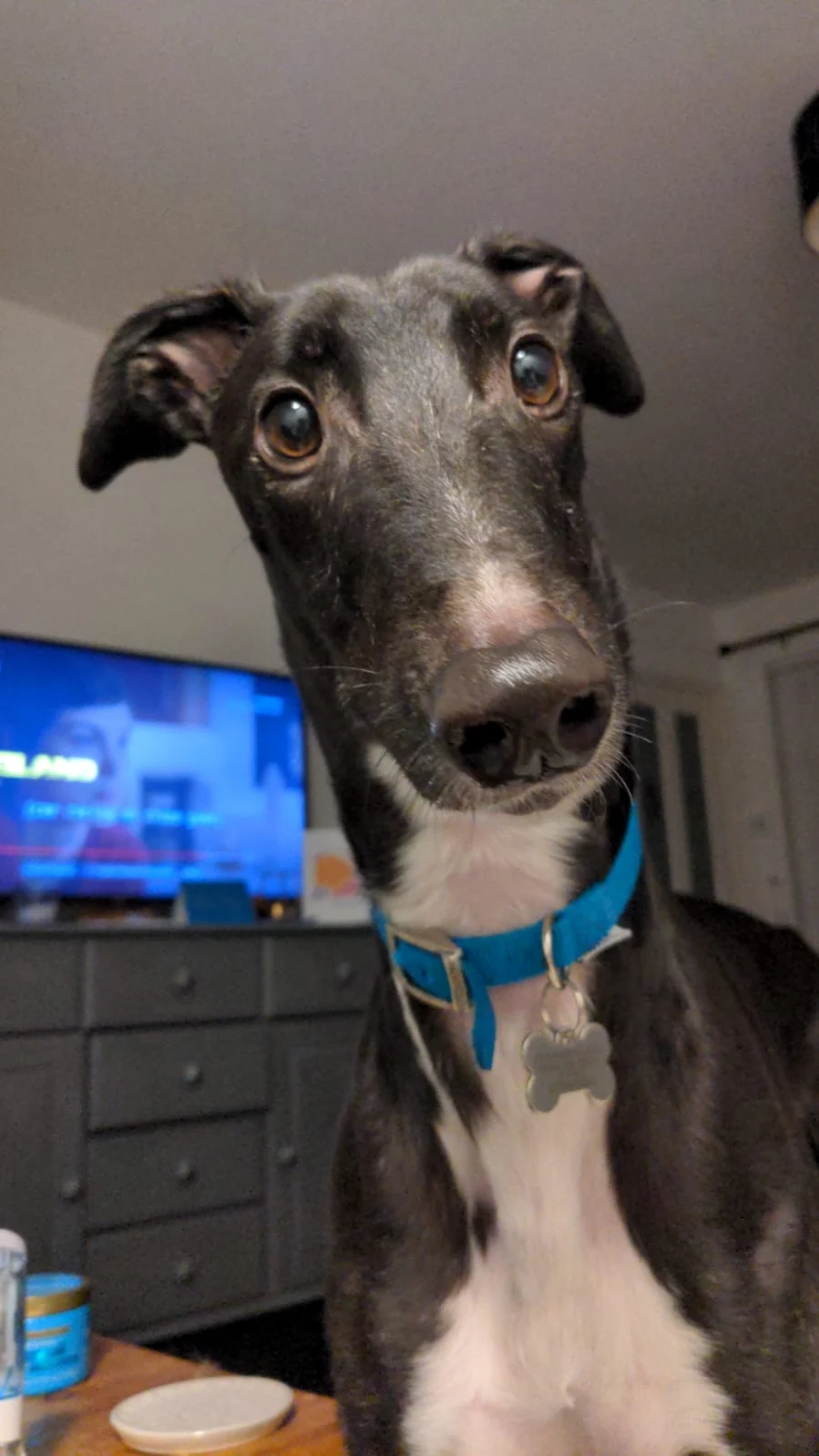 When you can't tell if you have a greyhound or a pet giraffe | Scrolller