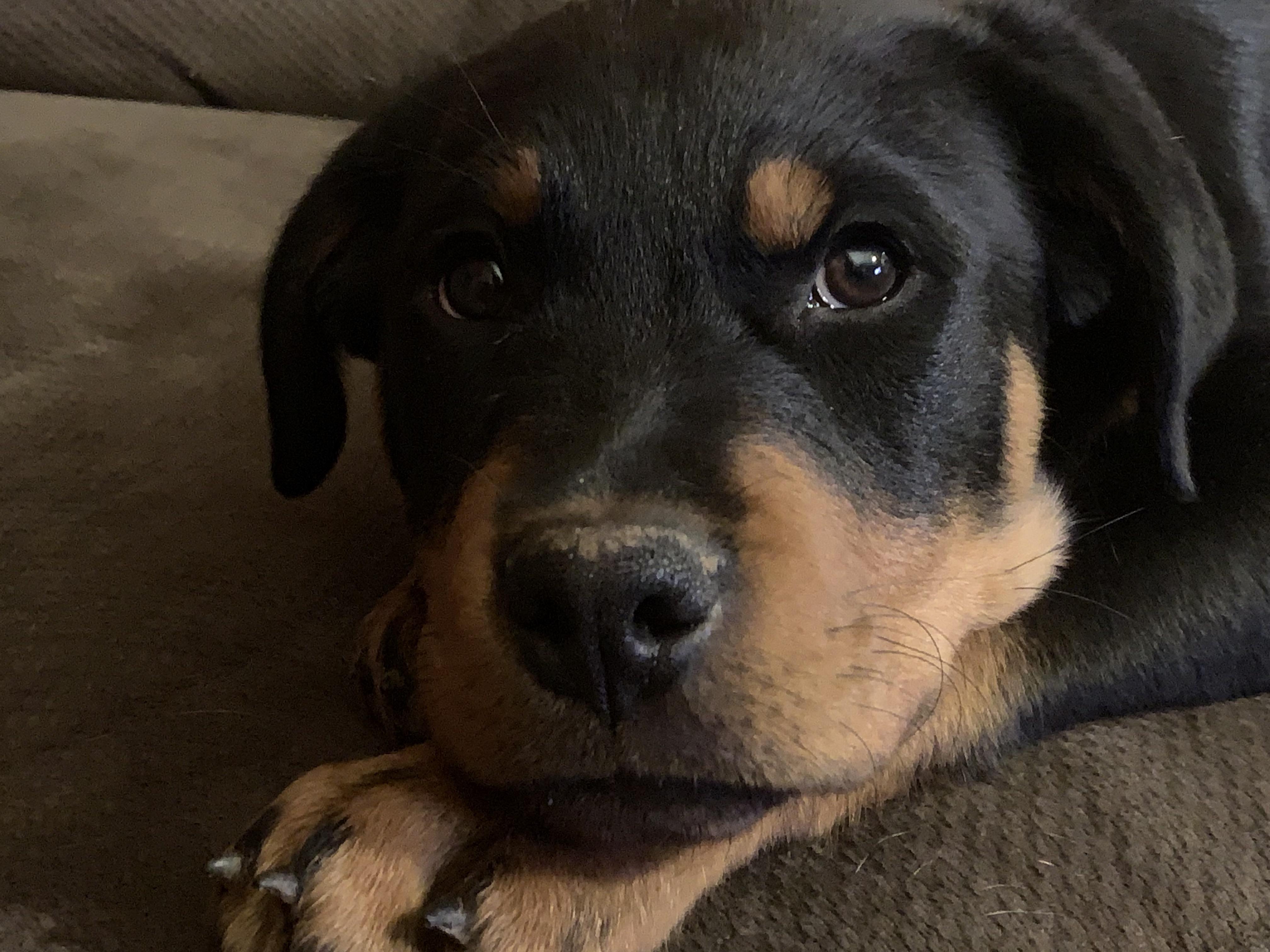 Cutie (even with a dirty nose) almost 14 weeks | Scrolller