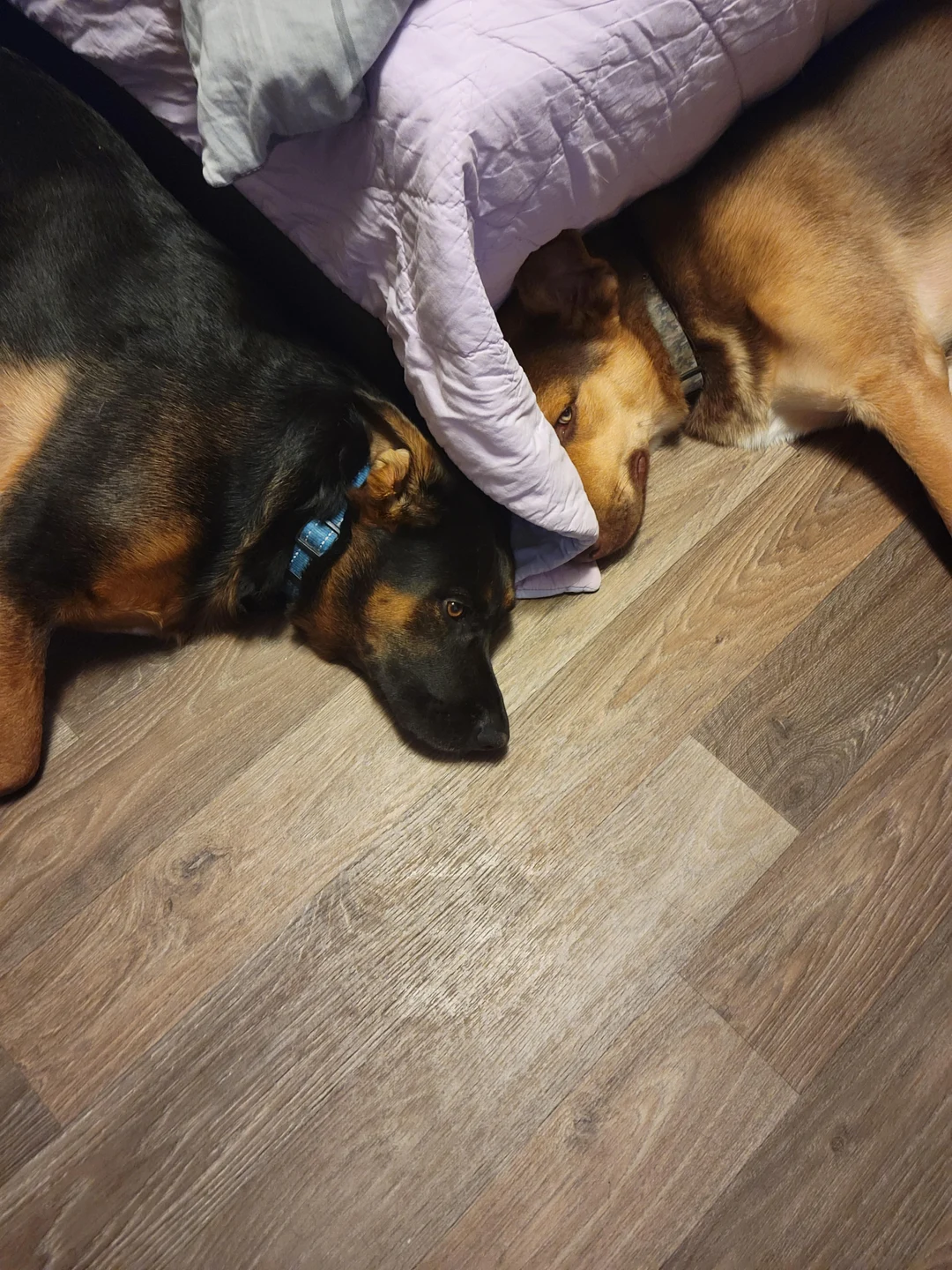 Bear & his son Cooper | Scrolller