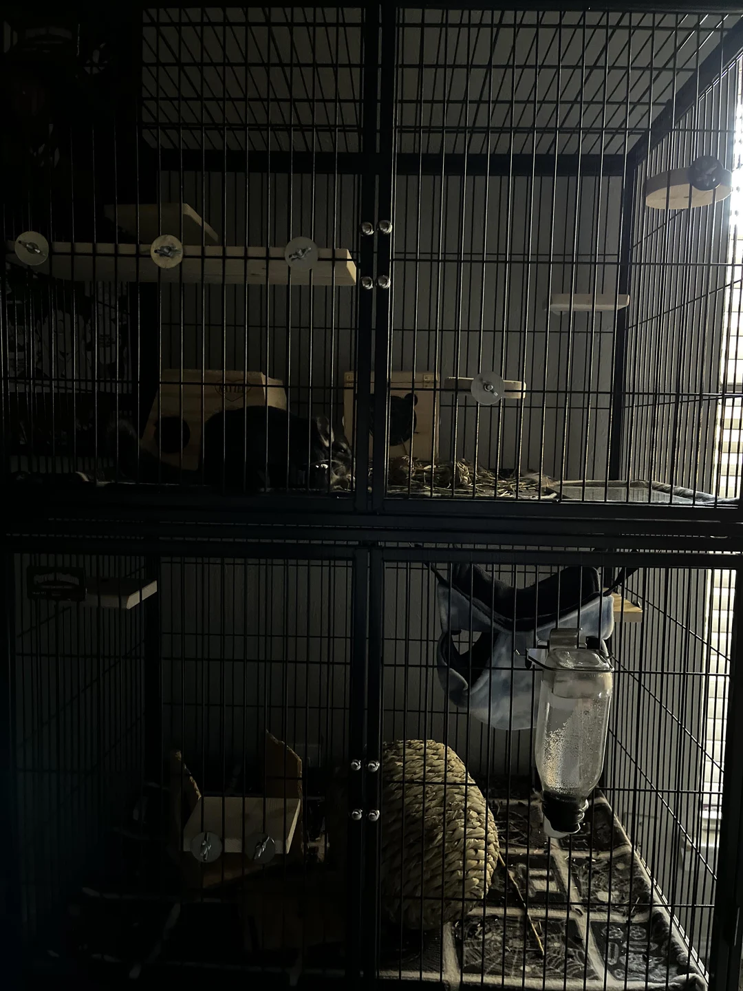 Does anybody have any good recommendations for stuff I can get for his cage? I feel as if I need ...