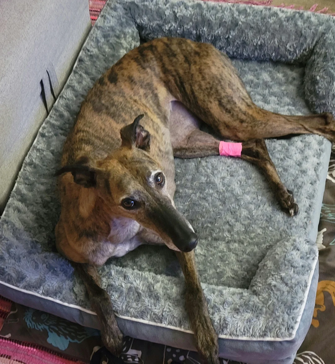 Discover more like Greyhounds: These dogs with their glass bones and paper skin 😭 and Related ...