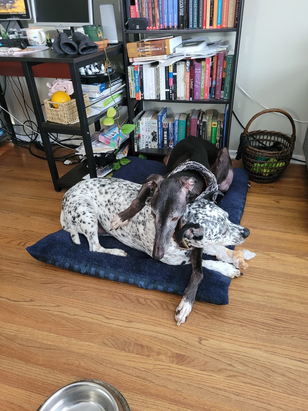 Deckard loves his emotional support pittie. | Scrolller