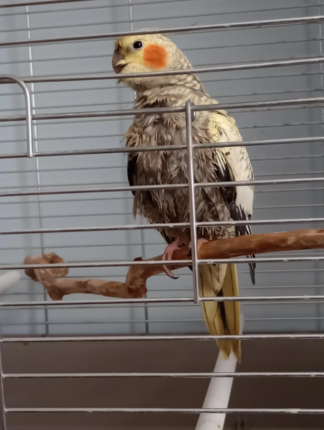 Wet birb - Meet my new feathered friend Fidget 😄 He actually likes baths and vegetables ...