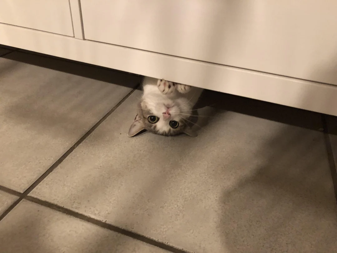 She then proceeded to attack | Scrolller