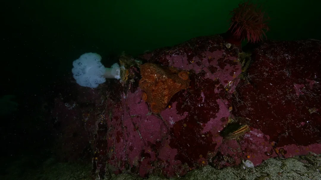 Giant Pacific Octopus on the Move: Crawling Down The Rocks in Barkley Sound 🐙 | Scrolller