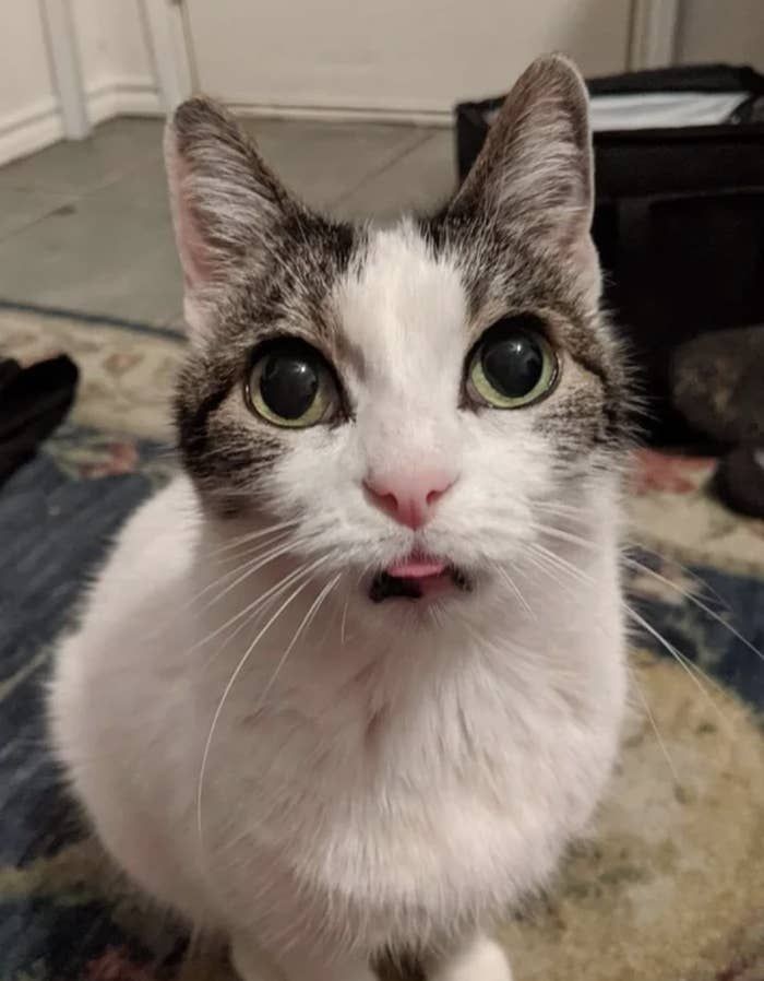 Concentrated blep | Scrolller