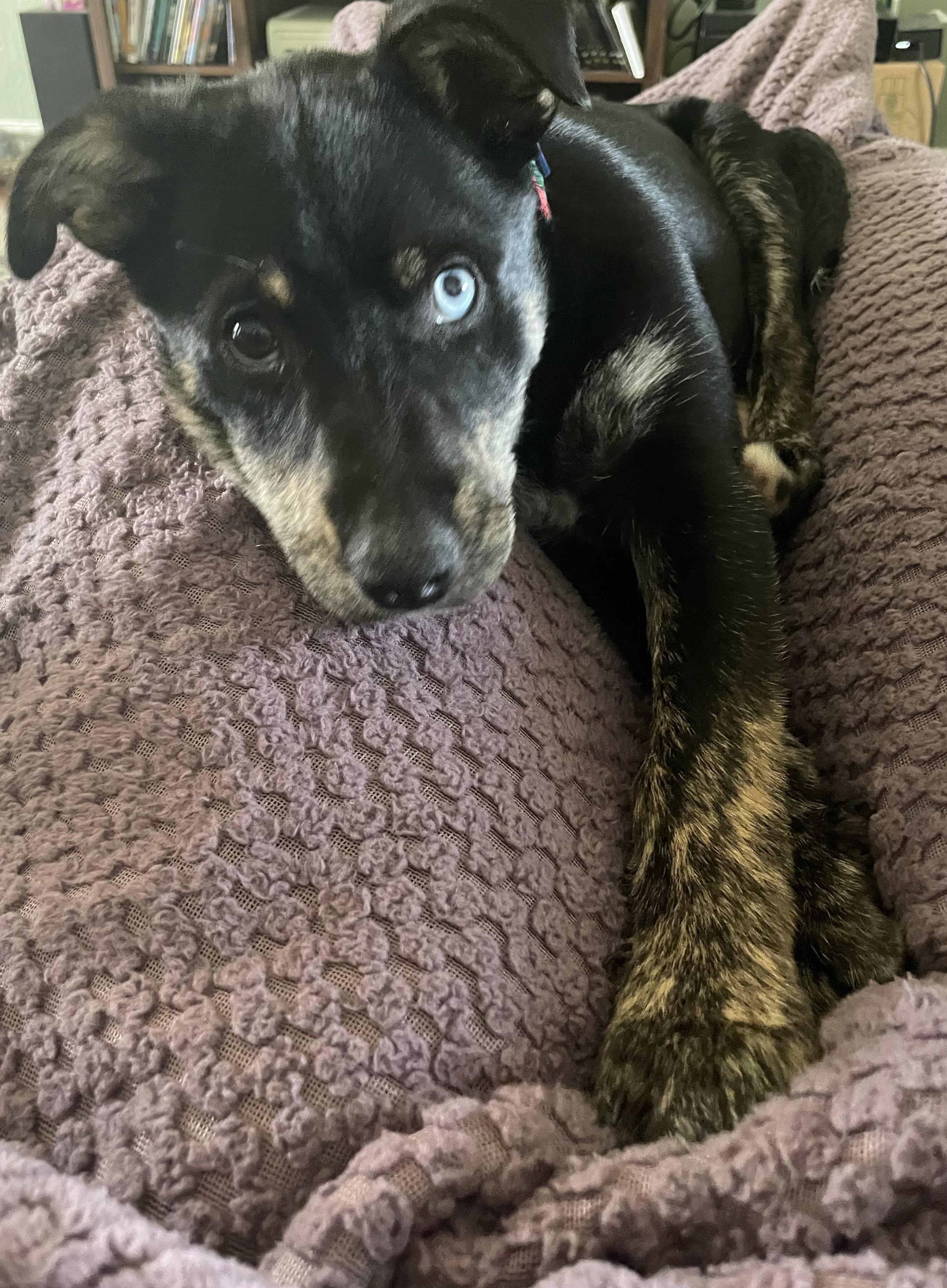 Just got this sweet girl the other day. Any name suggestions? | Scrolller