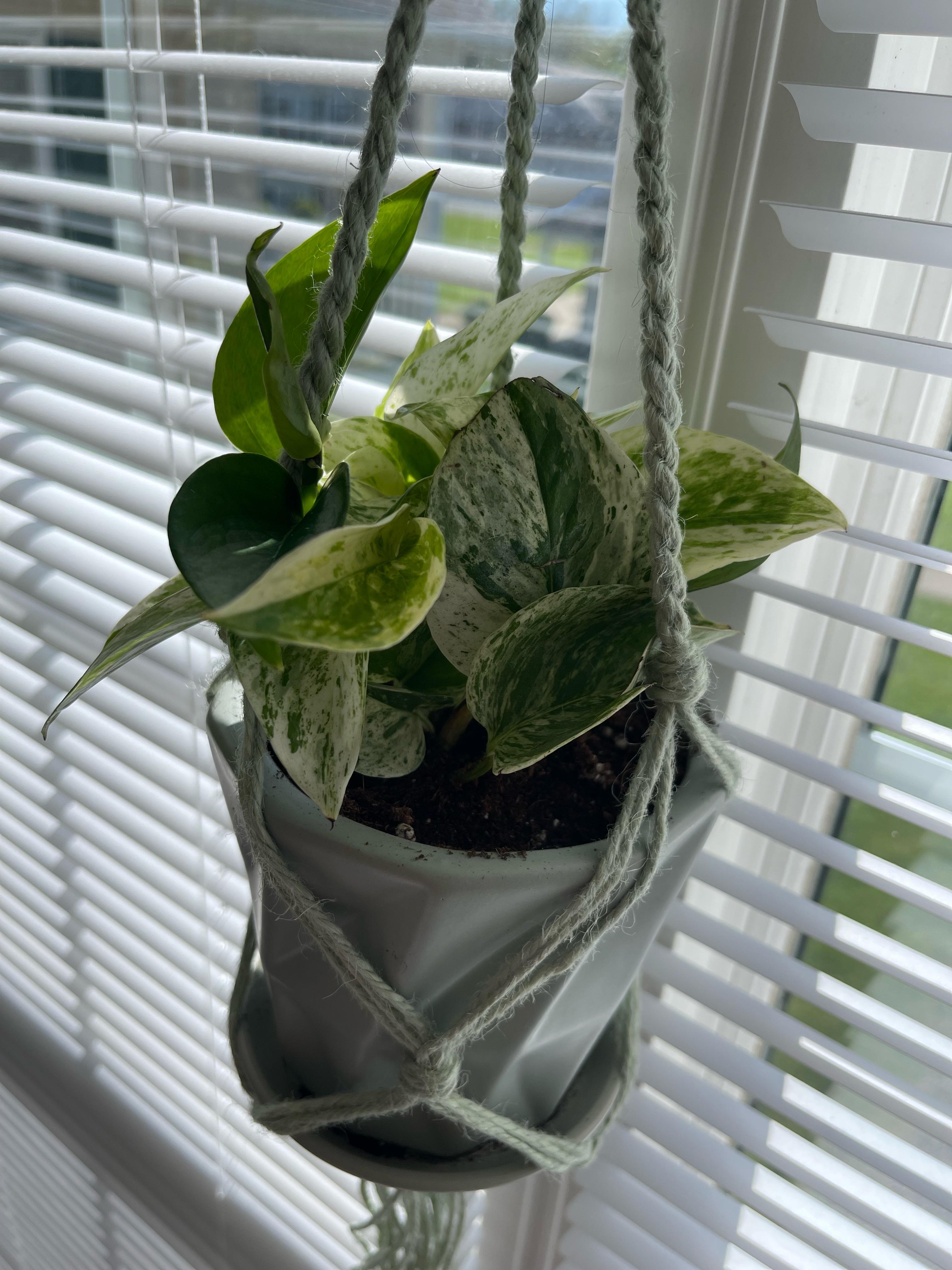 Pothos Plant Help!! | Scrolller
