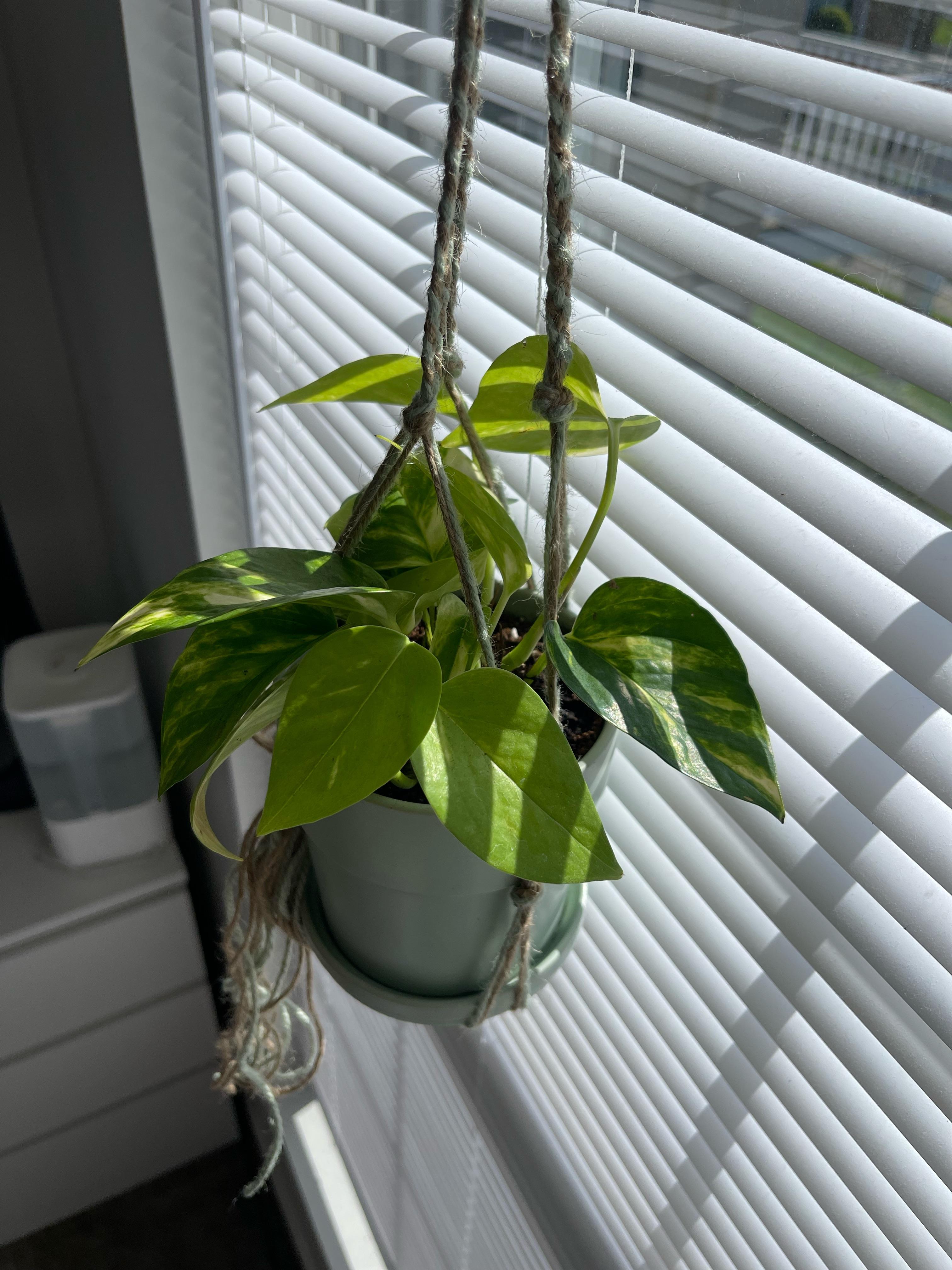 Pothos Plant Help!! | Scrolller