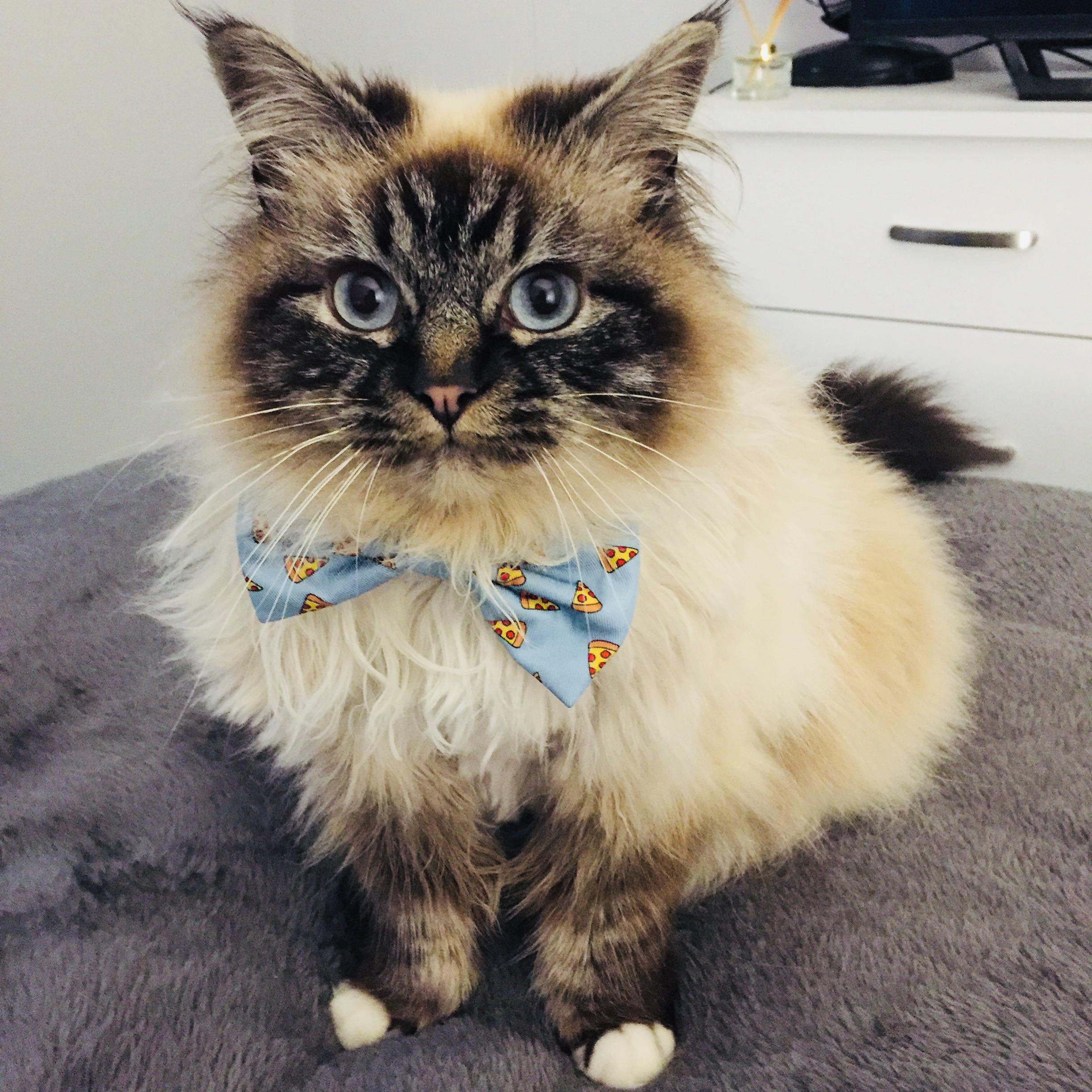 Luffy is a very distinguished gentleman | Scrolller