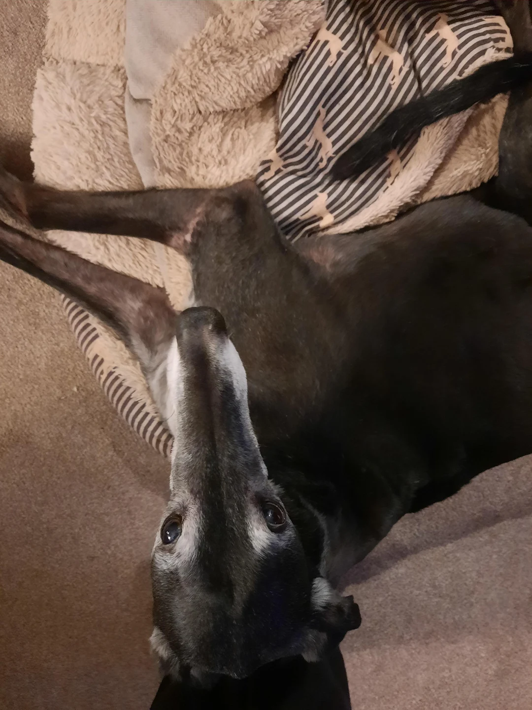 This handsome boy was 12 yesterday 😍 | Scrolller