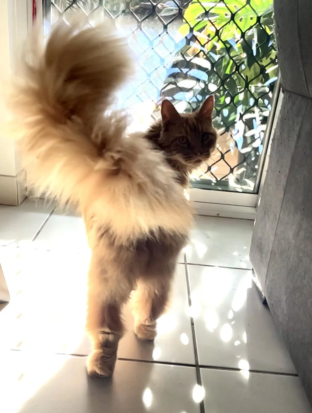 Fluffy Bum | Scrolller