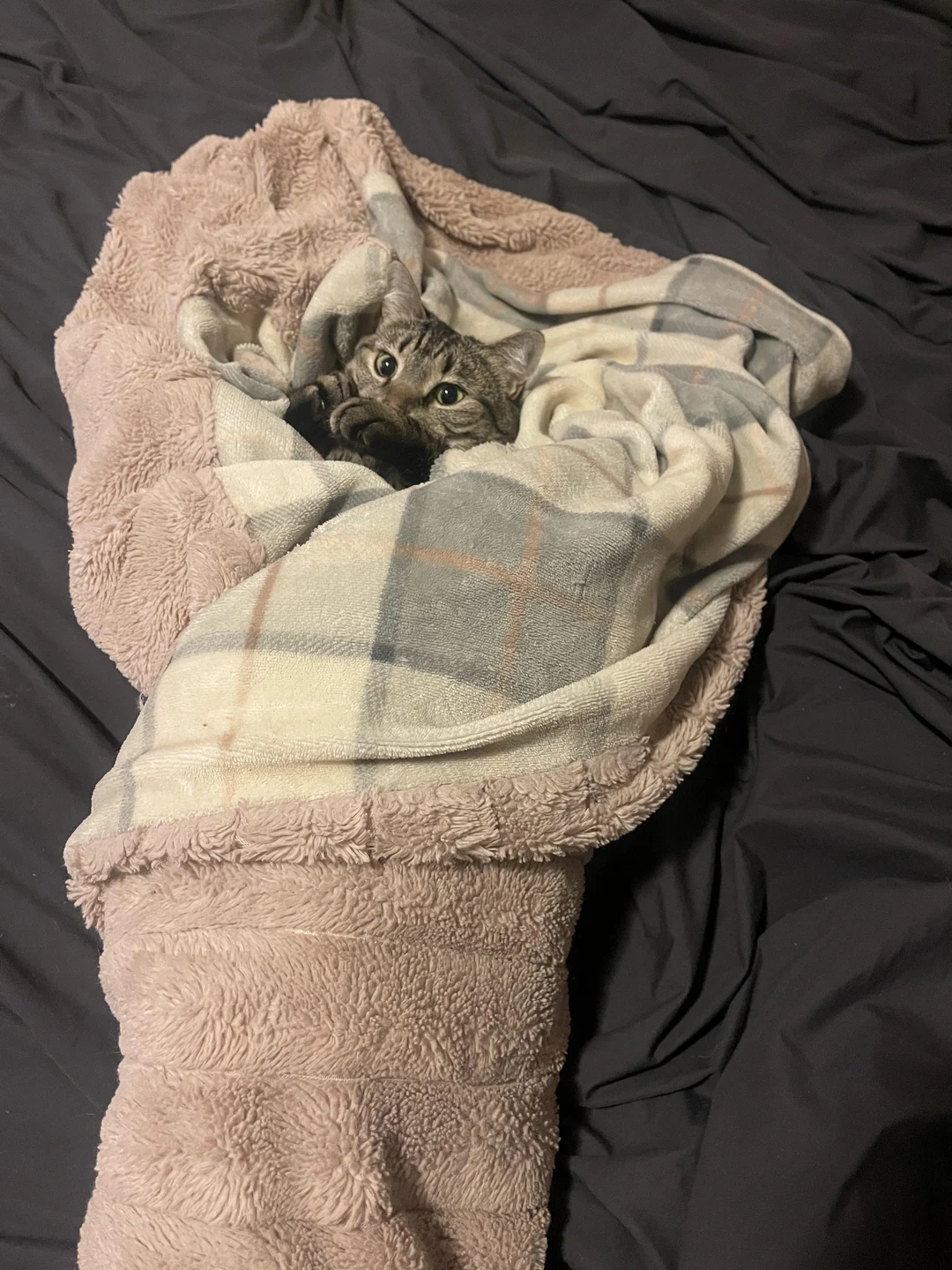 Paws out purrito | Scrolller