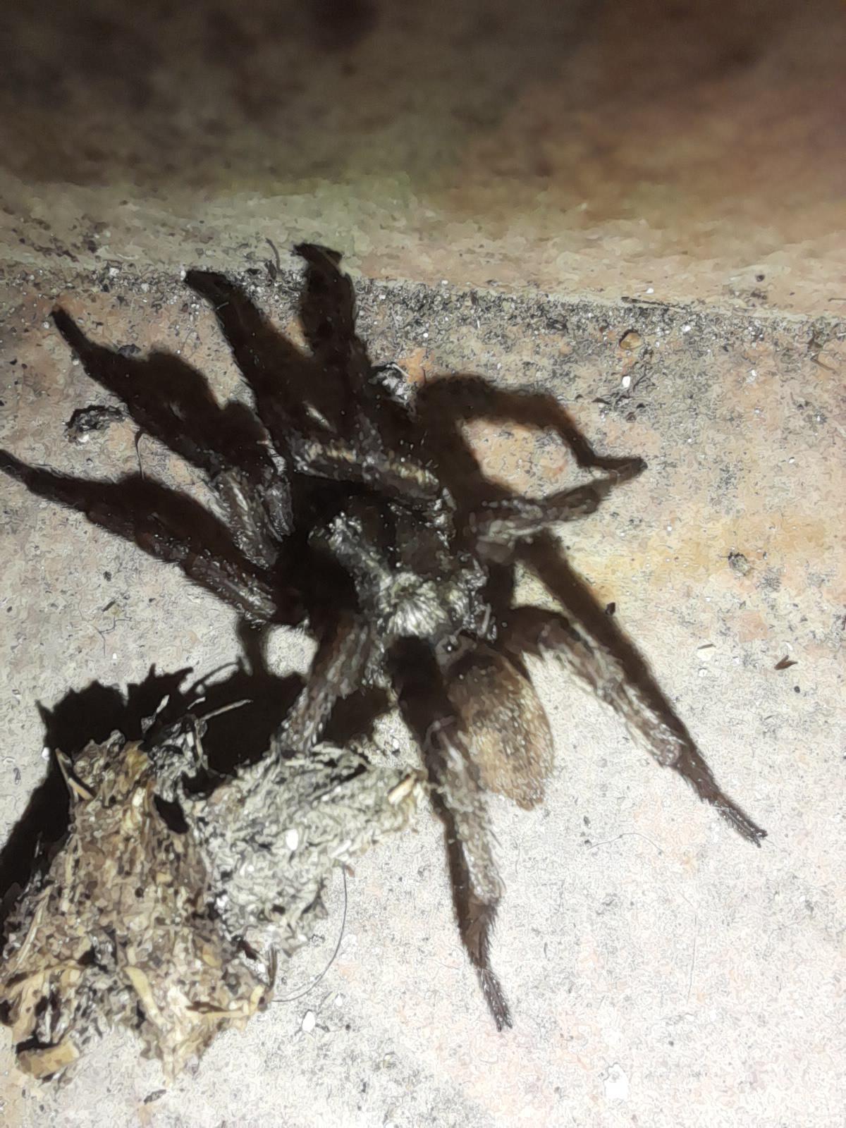 Baby Tarantula | Scrolller