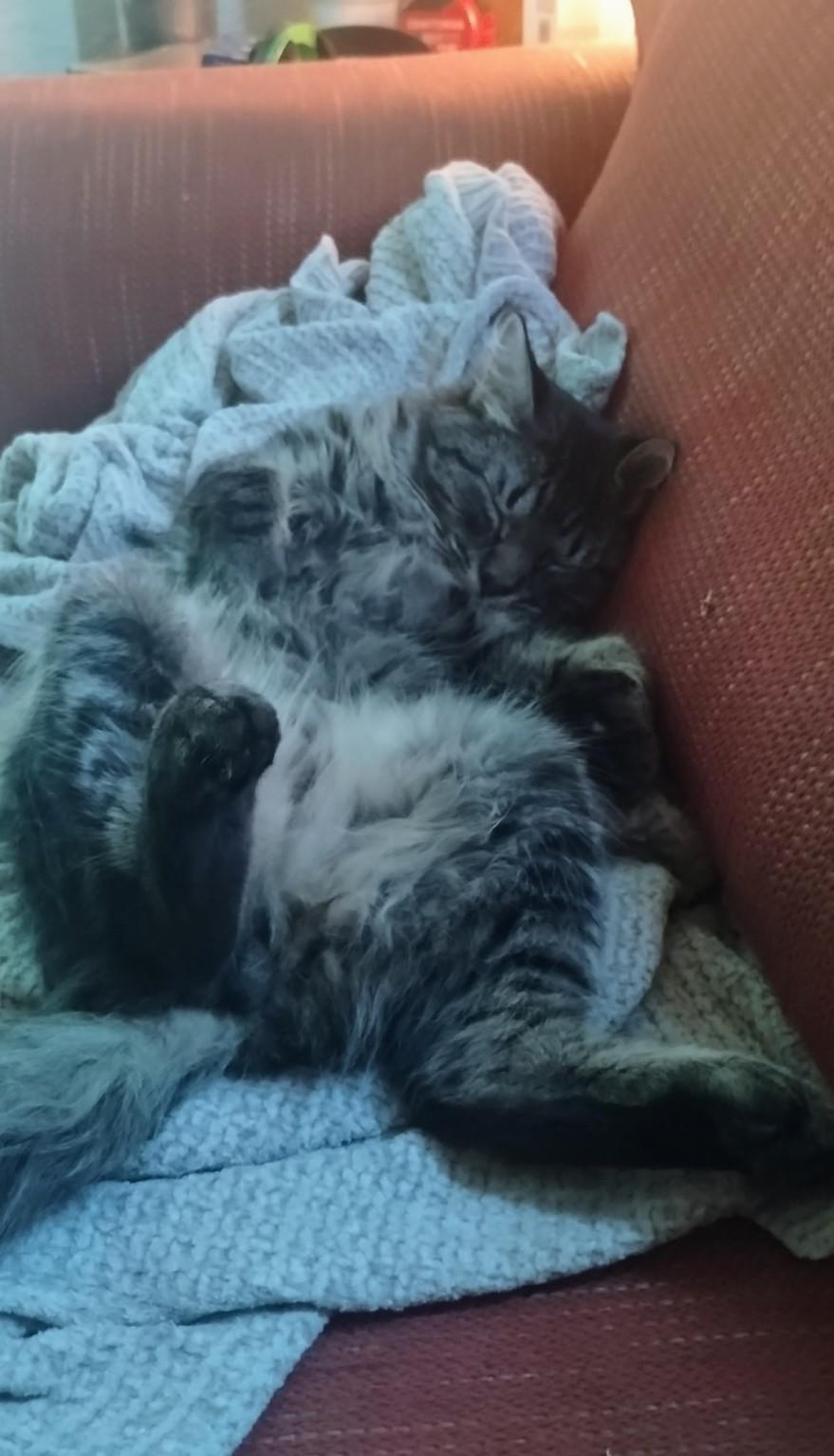 Sweet prince | Scrolller