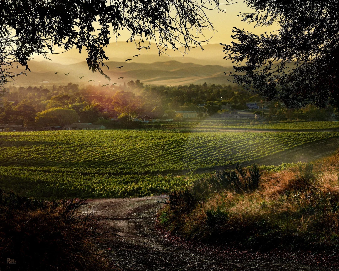 Wine Country, Me, Photo manipulation, 2022 | Scrolller