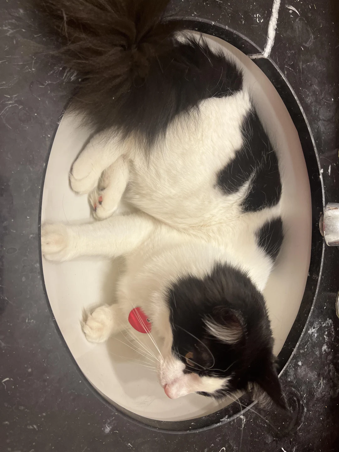 Unorthodox cat trap | Scrolller