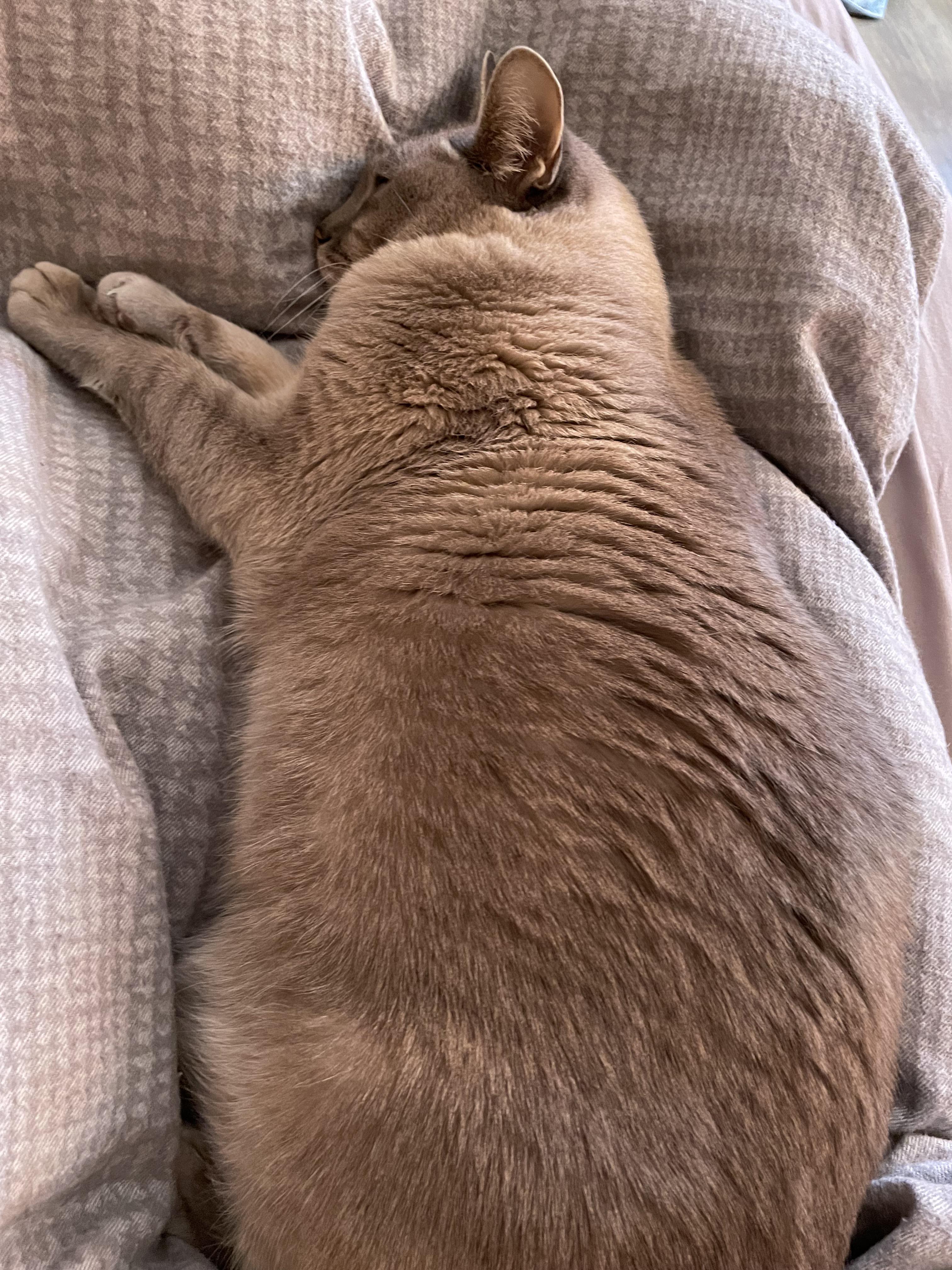 Enjoy my bf's chonky queen | Scrolller