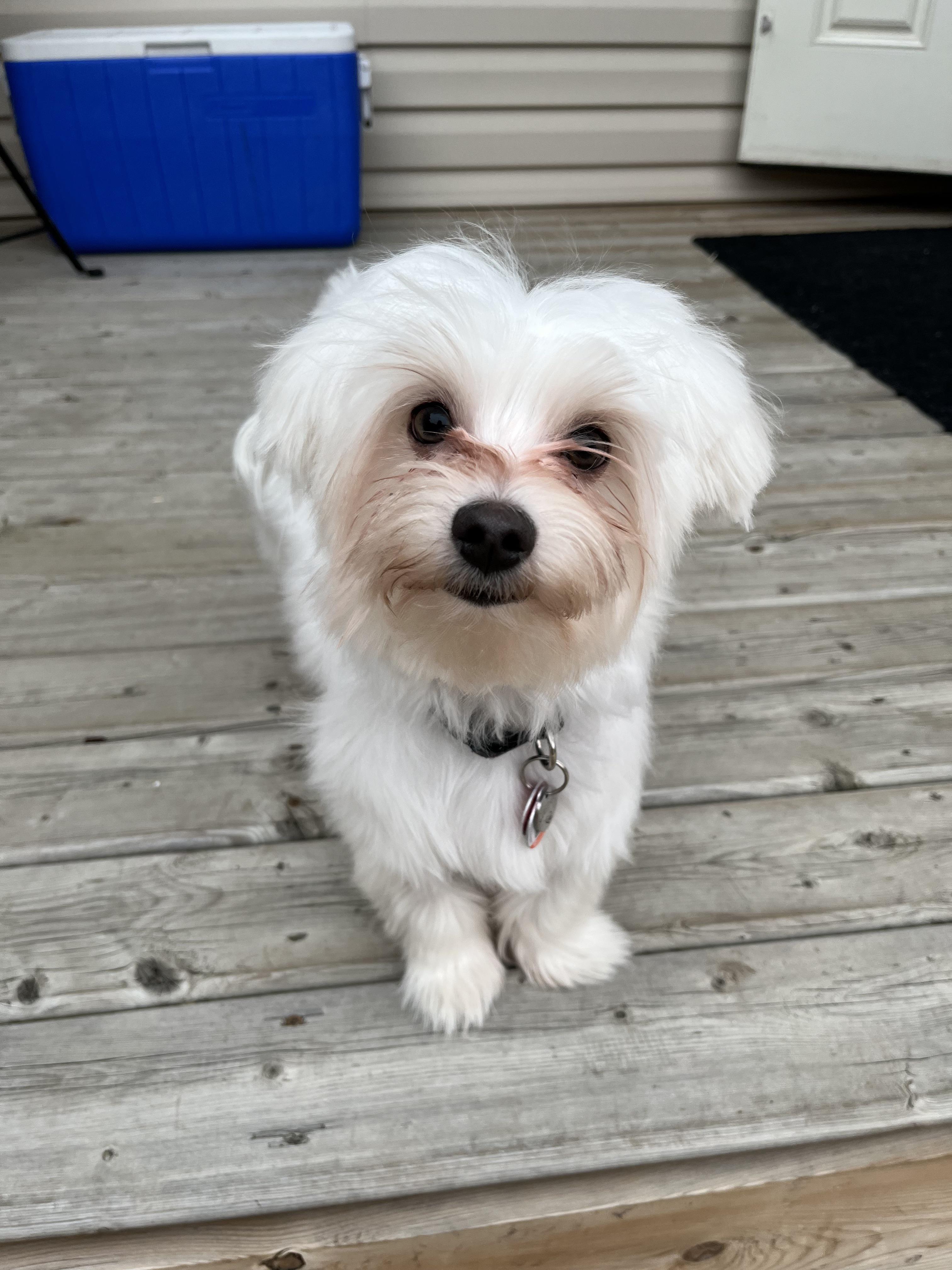 My 7th month old dog, Casper! 👻 | Scrolller