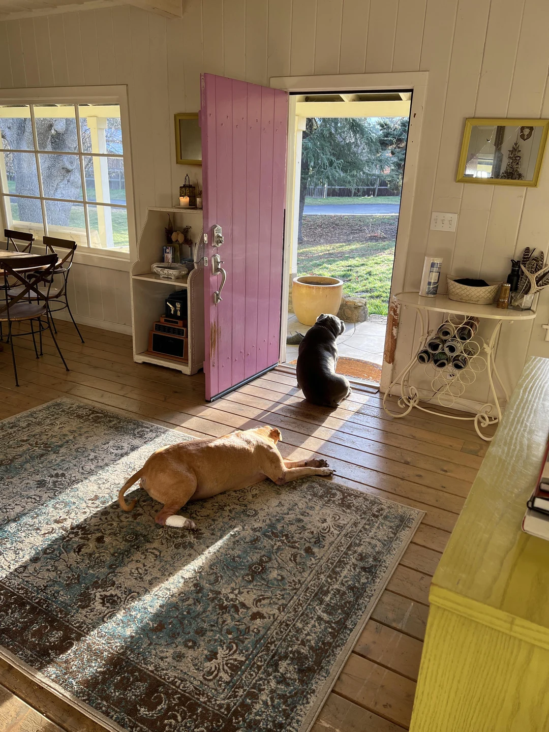 A real, for true cozy space complete with dogs. | Scrolller