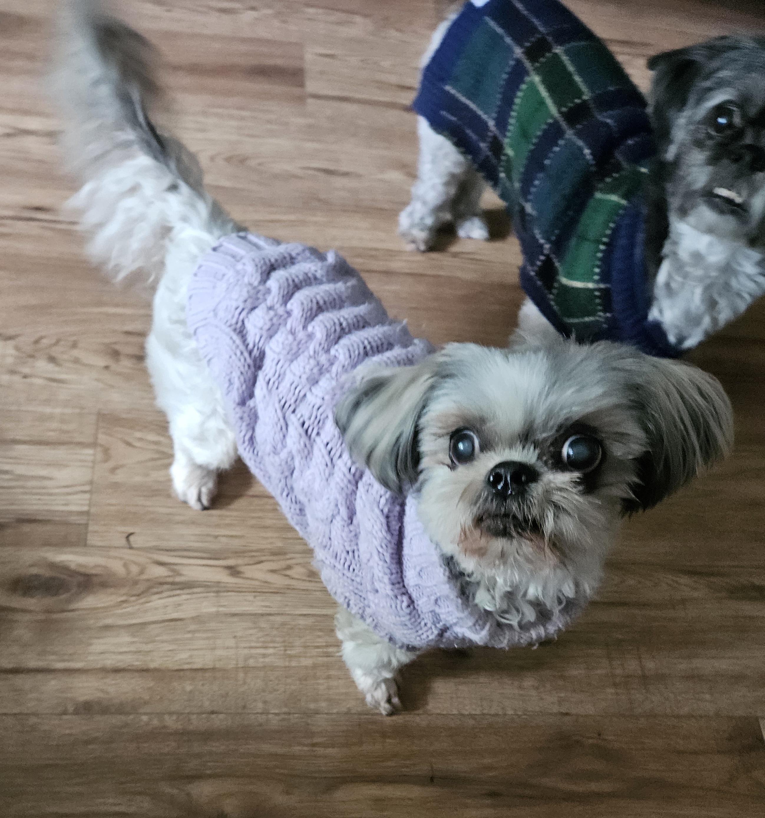 Happy 15th birthday Daisy! | Scrolller