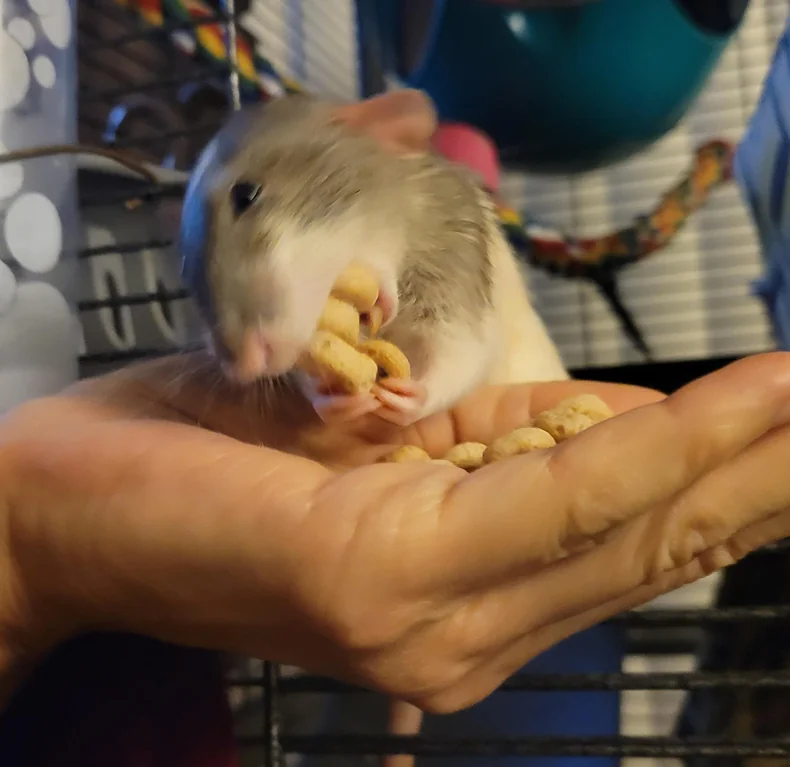 When Scrappi decides she just wants to make one cheerio trip | Scrolller