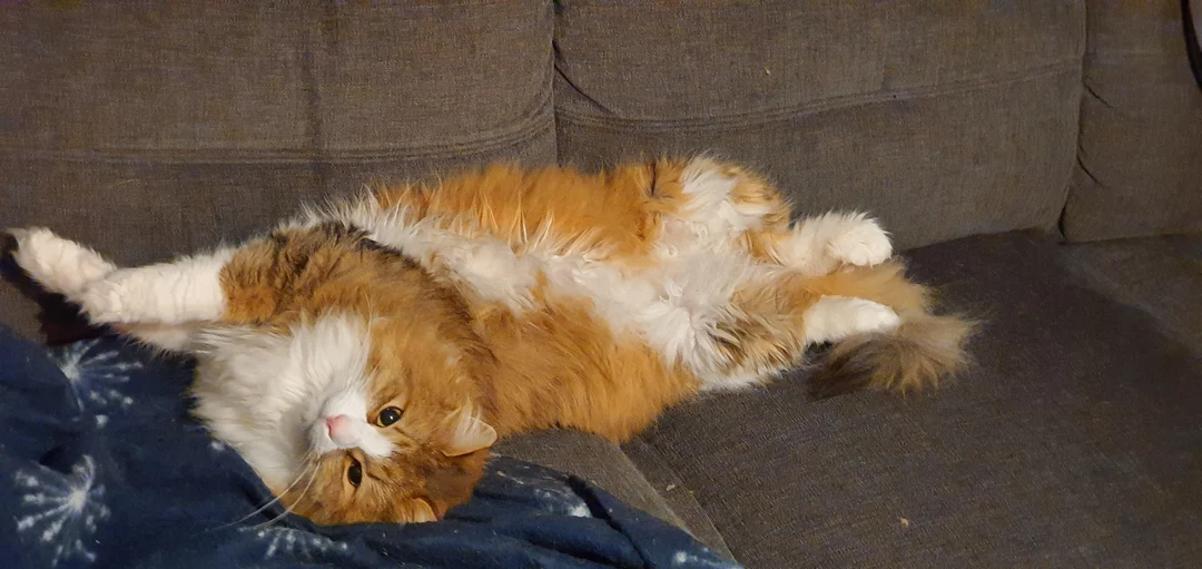 What is it with sibs and odd ways of sleeping? | Scrolller