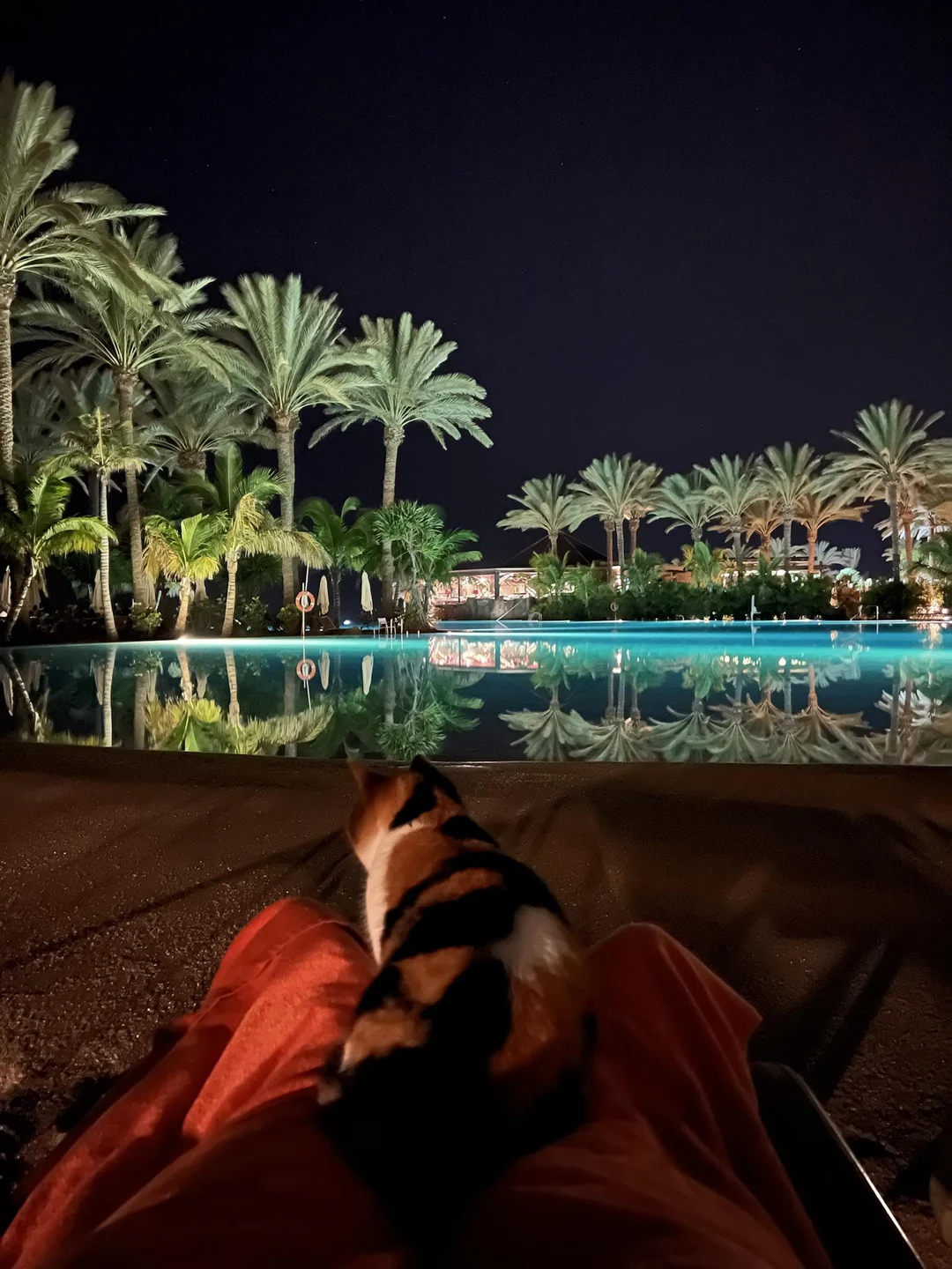 Feral cat gives cuddles | Scrolller