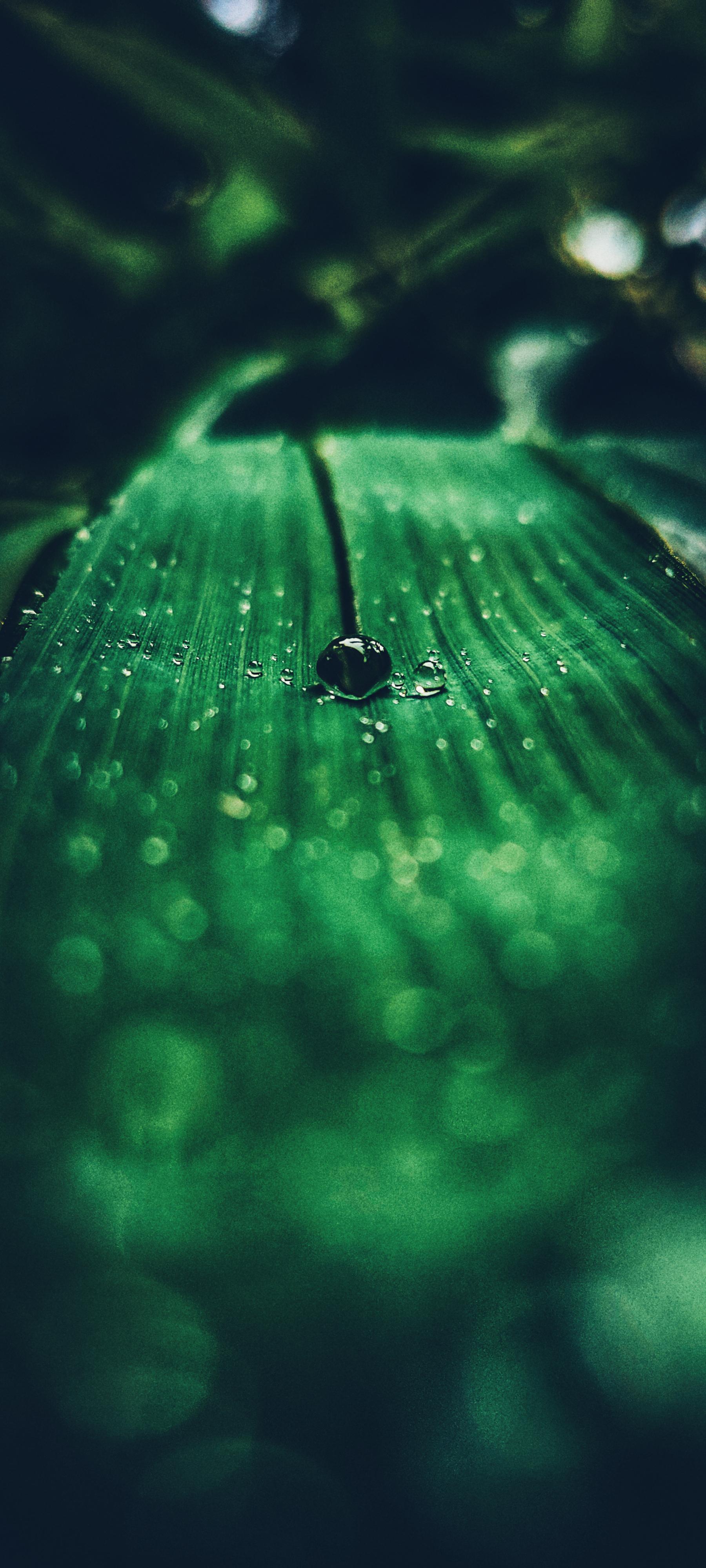 Pearl on the Leaf. | Scrolller