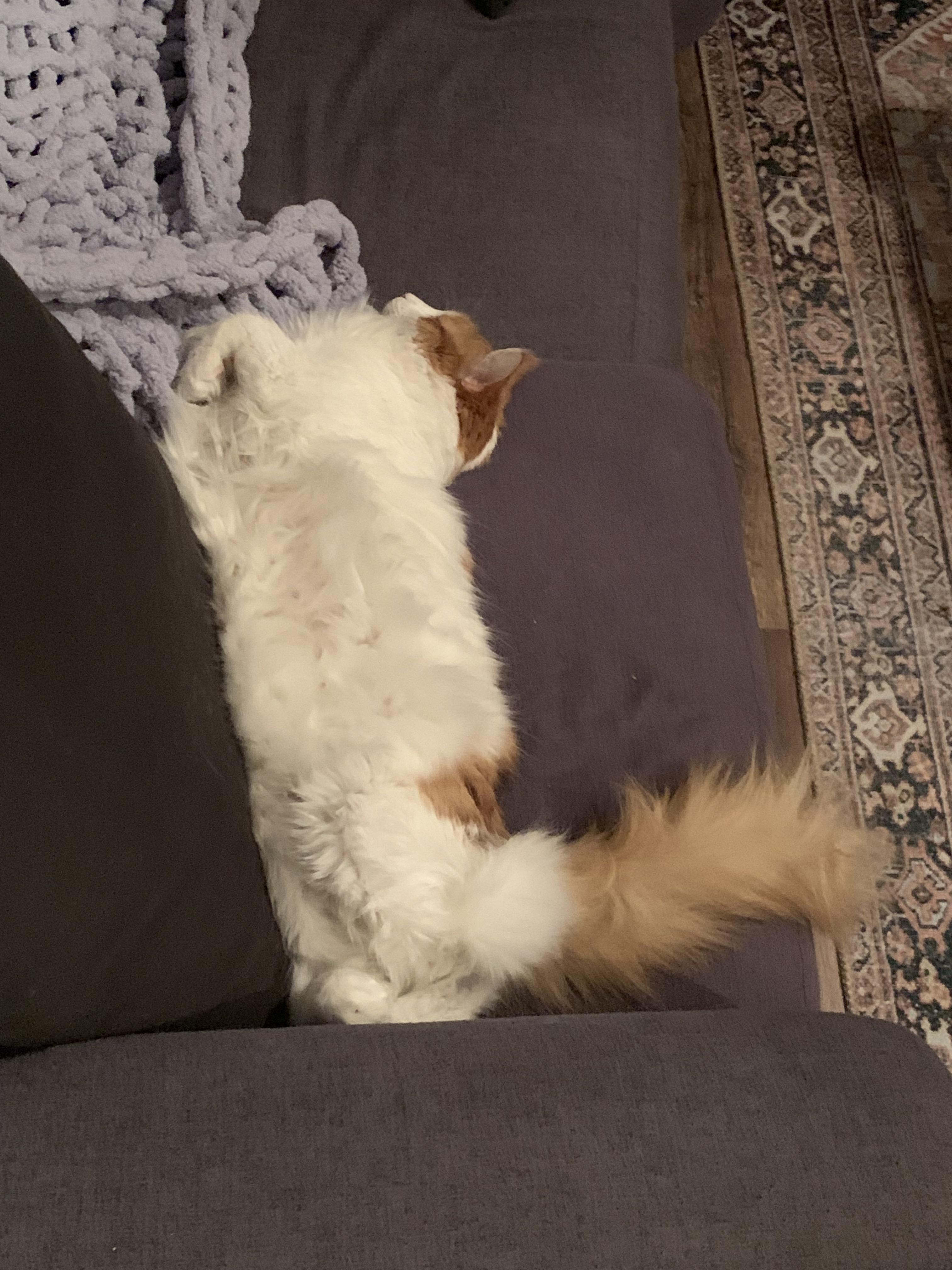 Fry in full floof | Scrolller
