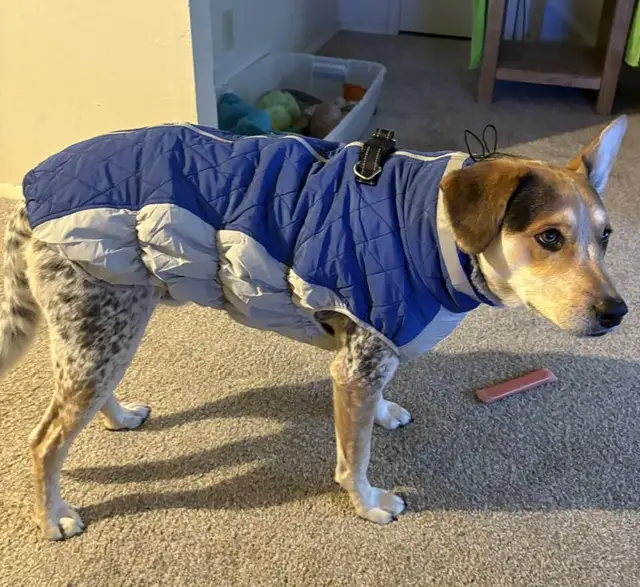 Bought my adopted by Toby a winter coat. The first try on was like trying to get a Wolverine ...