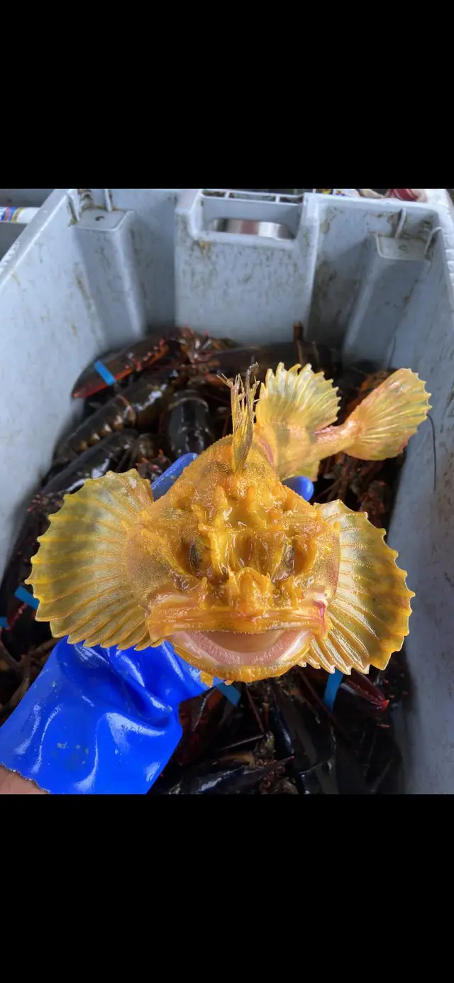 Sea Raven Scrolller