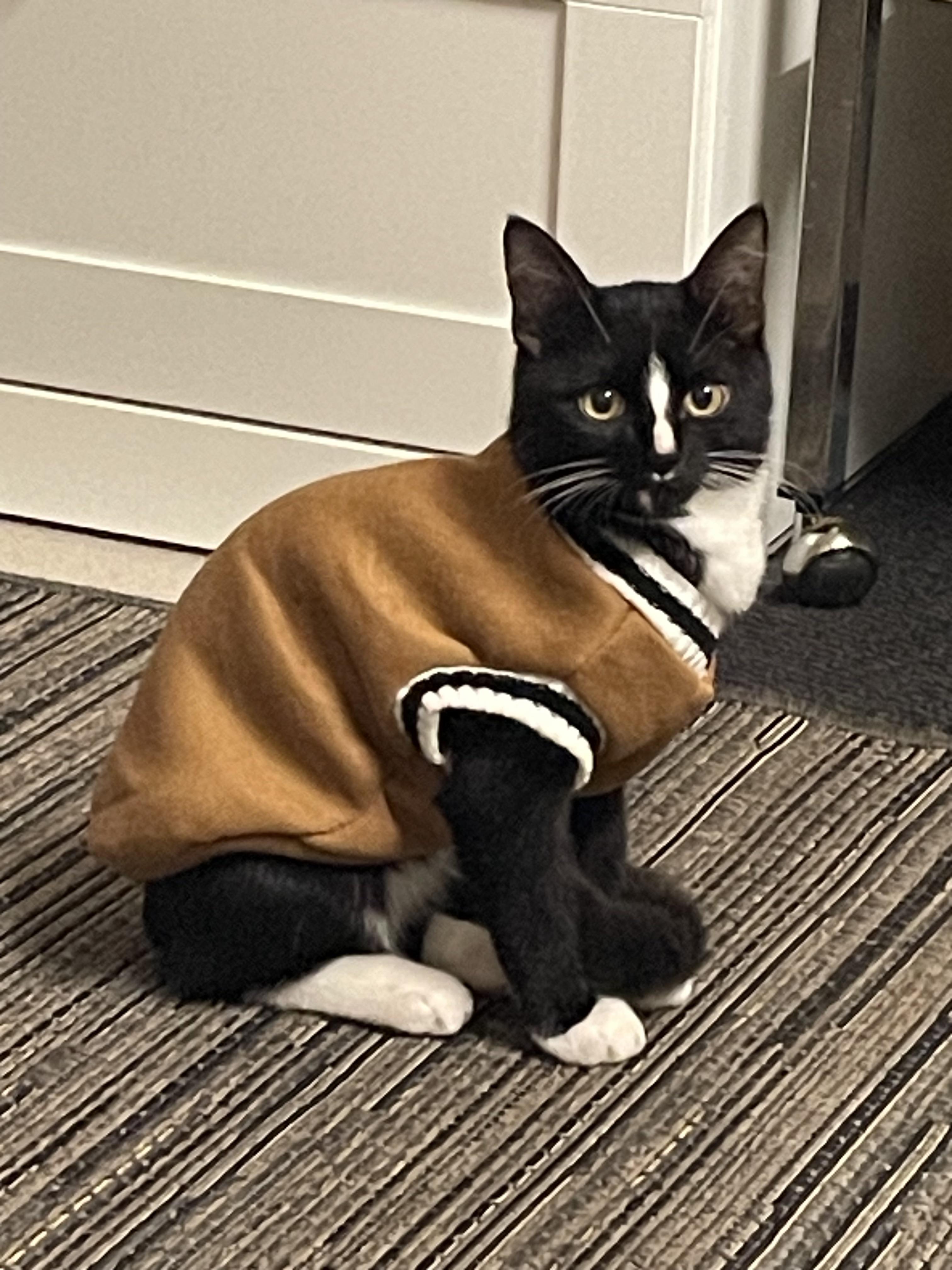 How to help my cat after castration | Scrolller