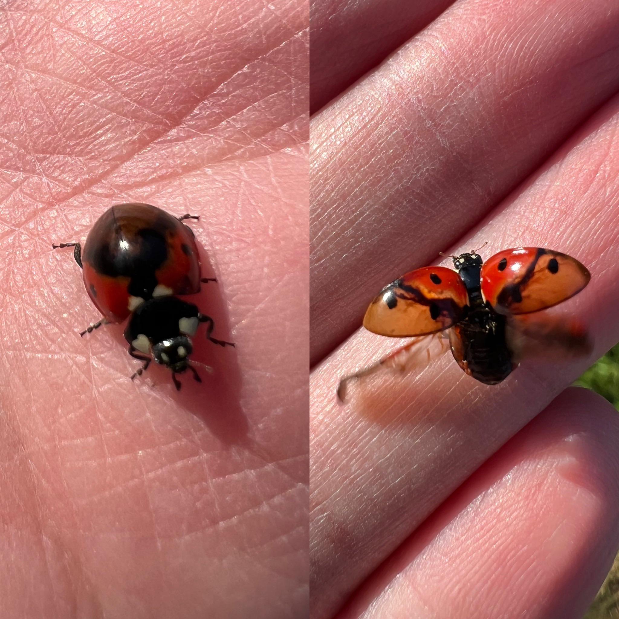 Ladybug with a see through shell and pattern | Scrolller