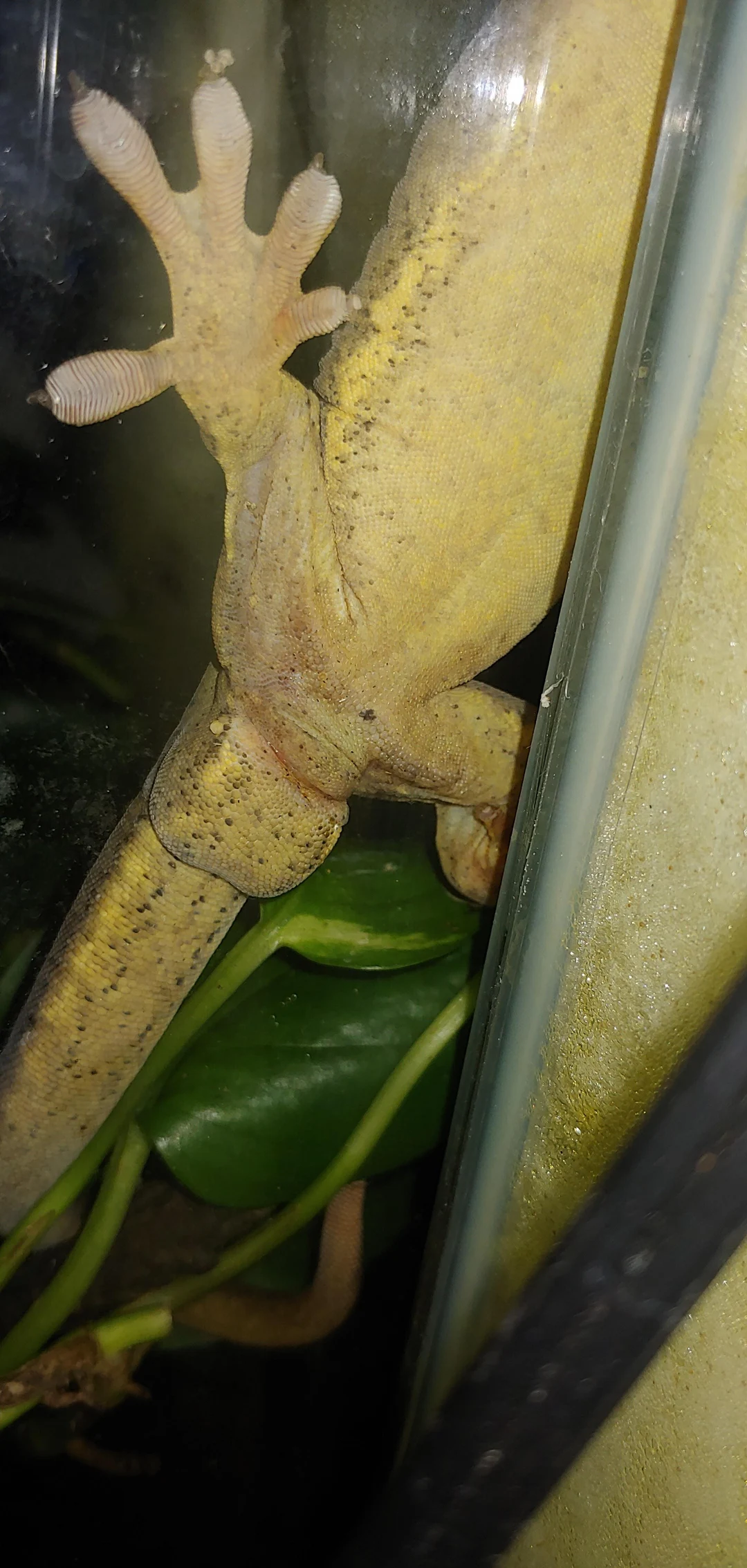 Discoloration Around Femoral Pores? | Scrolller