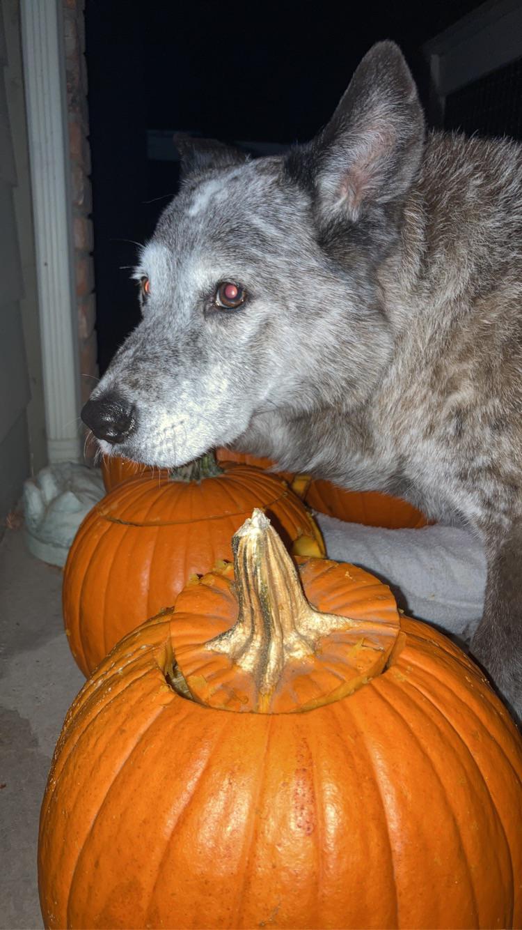 (OC) pumpkin pup | Scrolller