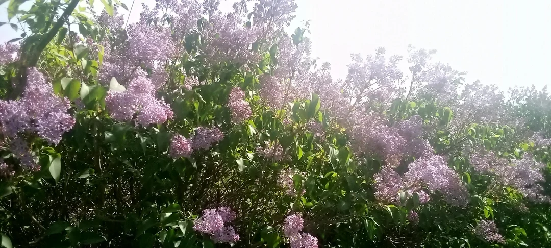 Lavender | Scrolller