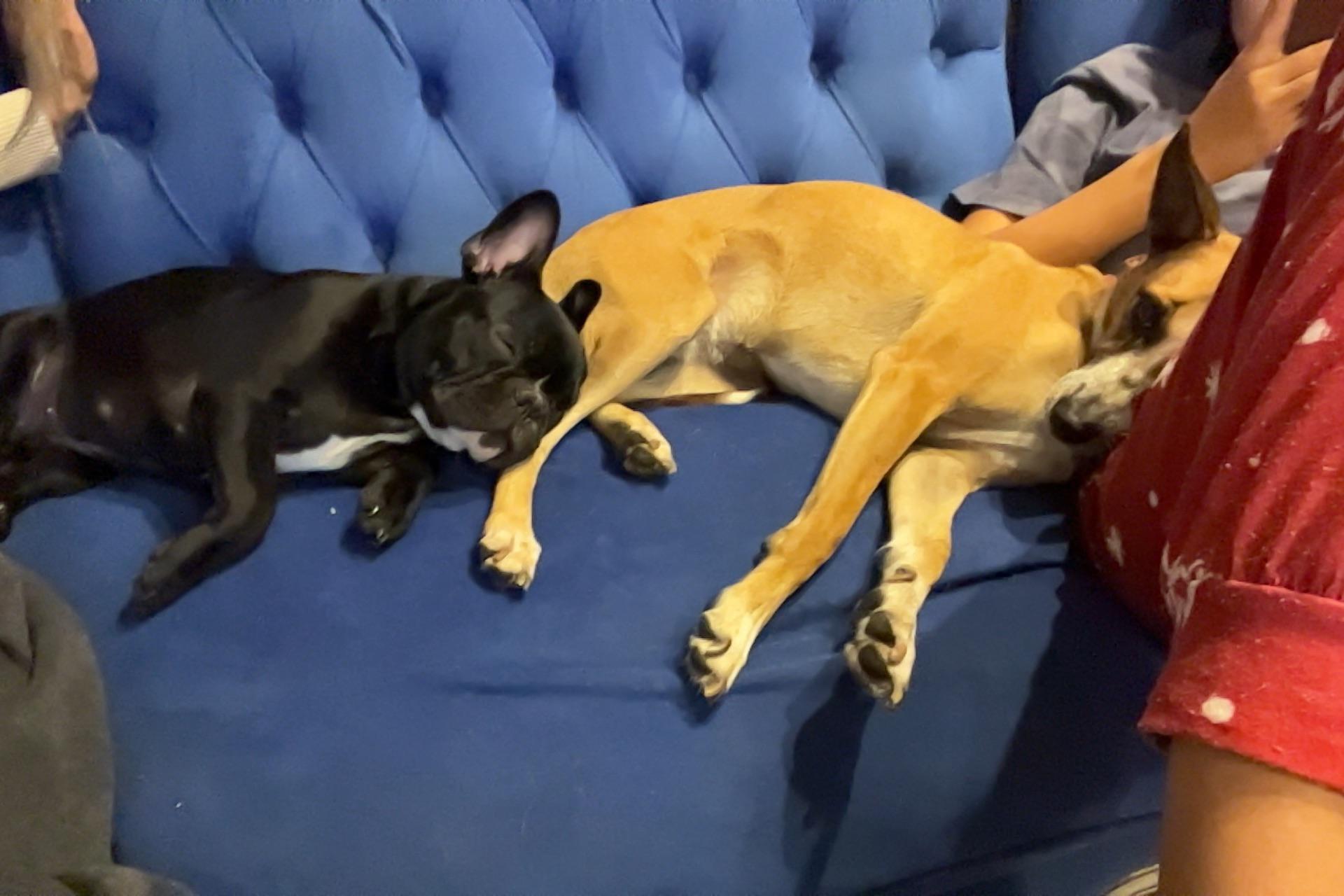 Sleeping on her sister’s leg | Scrolller