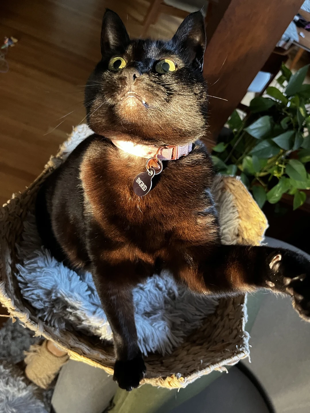 Discover more like CatSlaps: Slaps incoming and Related Content | Scrolller