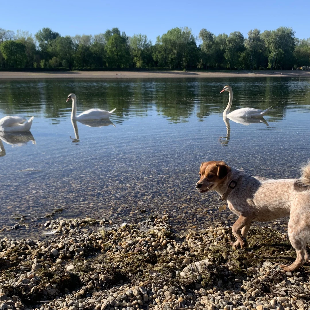 Honorable swan | Scrolller