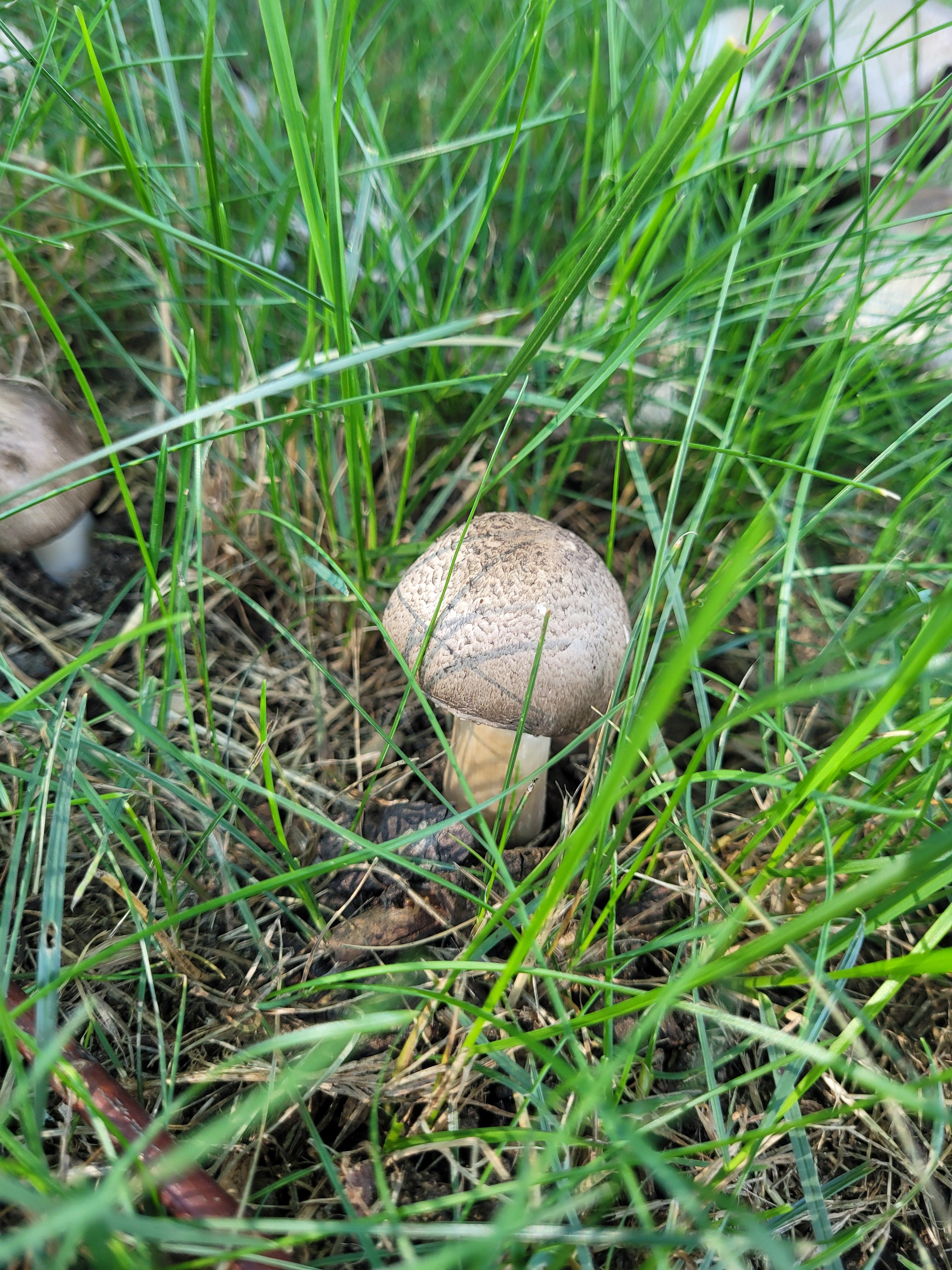 Upstate Ny what are these? | Scrolller