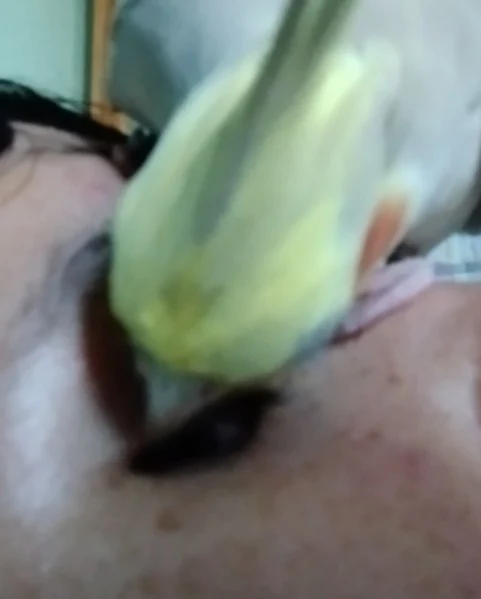 my new rescue desided to preen my EYELASHES and cries if I try to stop her | Scrolller