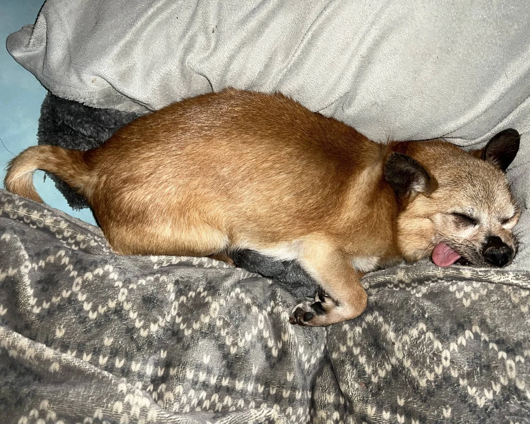 My 18 year old chihuahua knocked out on my bed with the AC on high during the heatwave. | Scrolller