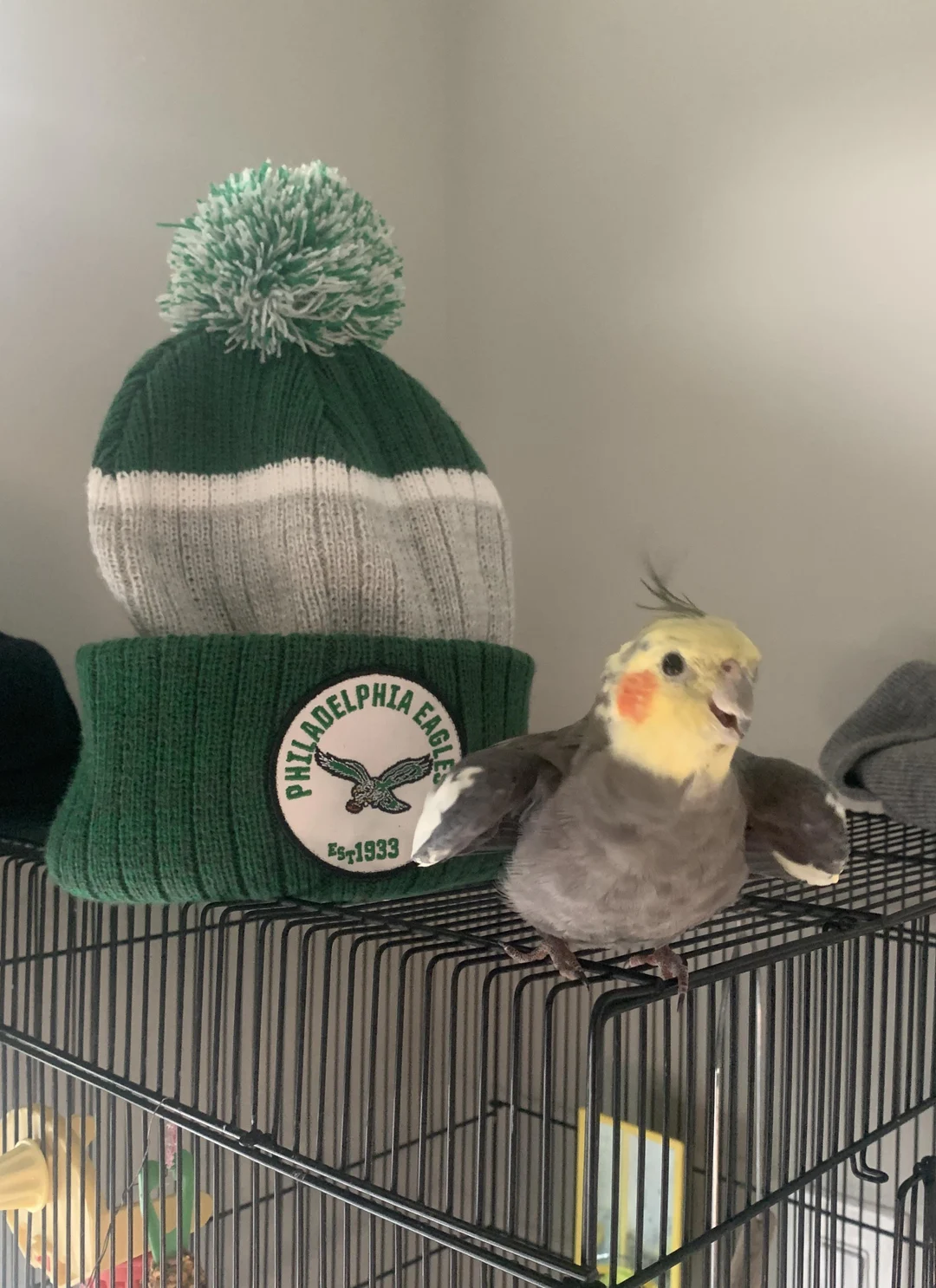 He’s got the bird in him! Fly Eagles Fly!!! | Scrolller