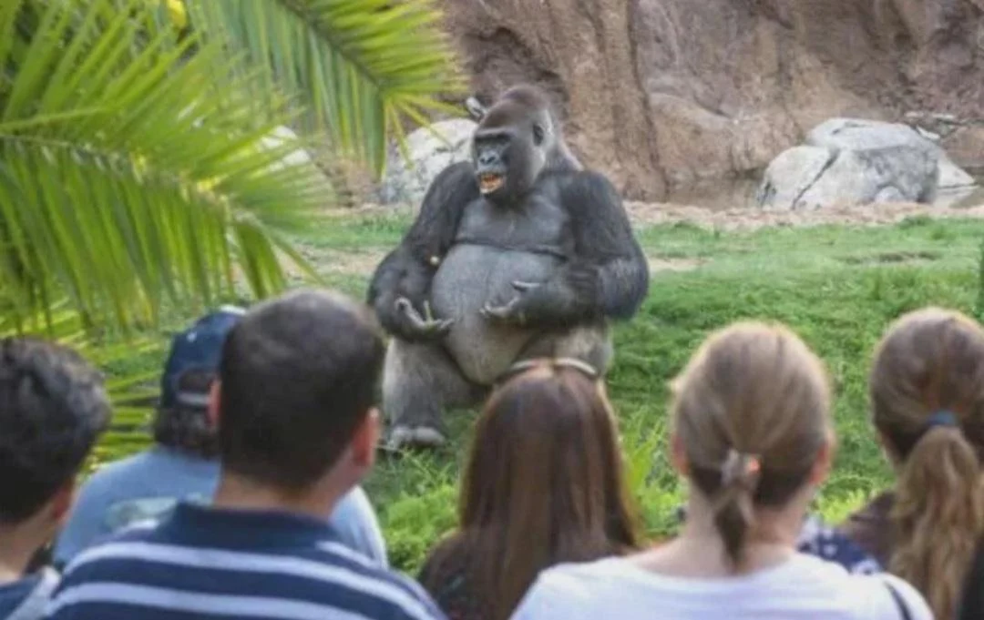 Gorilla giving lecture😂😂 | Scrolller