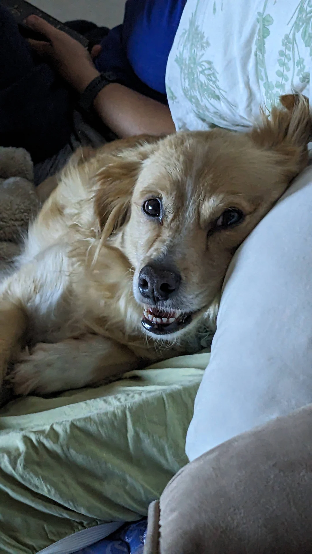 Dork face | Scrolller